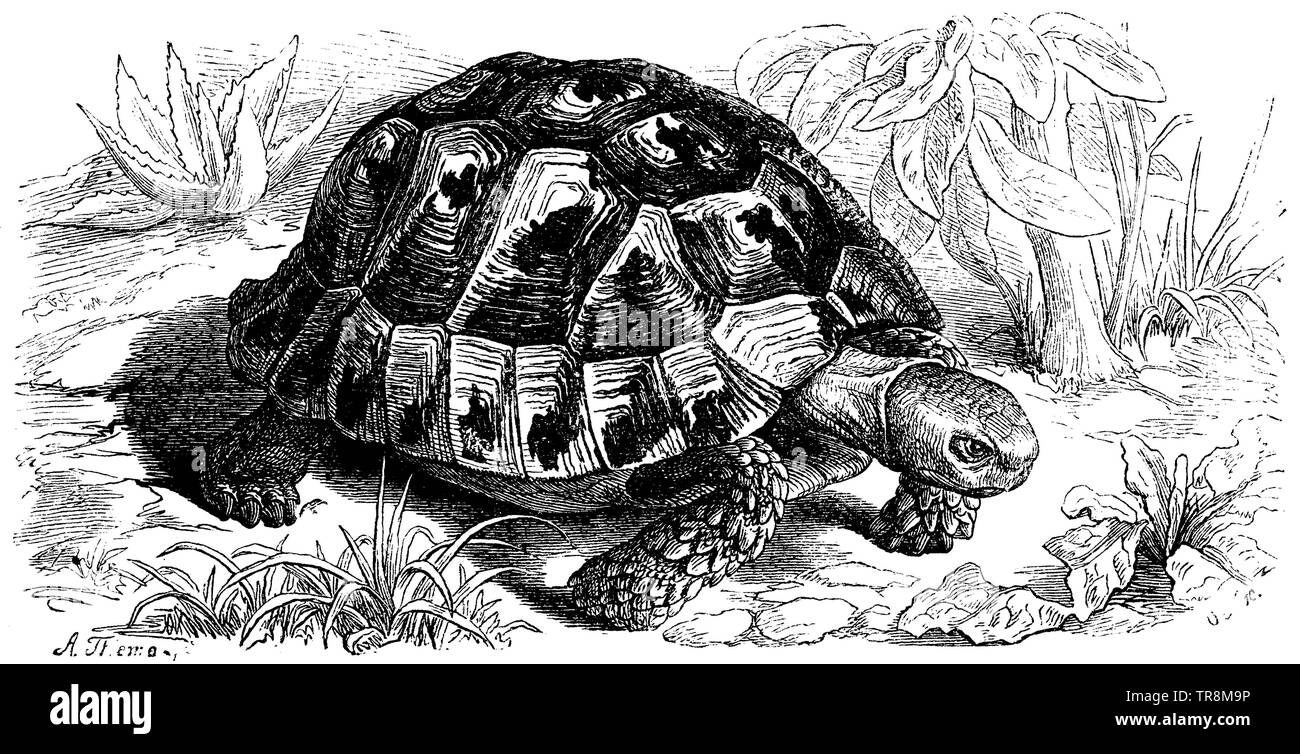 Illustrations turtle Black and White Stock Photos & Images - Alamy