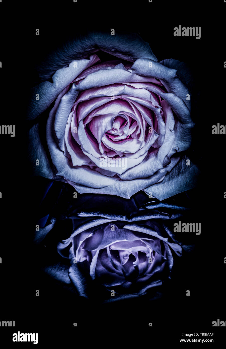 Yellow Rose with Reflection Stock Photo - Alamy