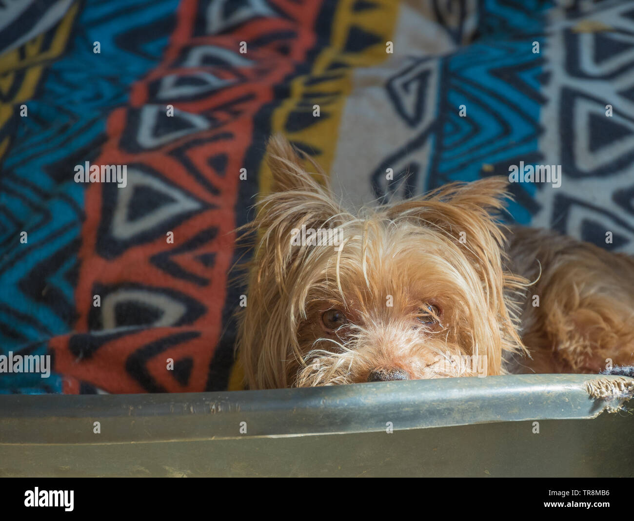 A small dog looking very stressed and scared peeps over the side of his ...