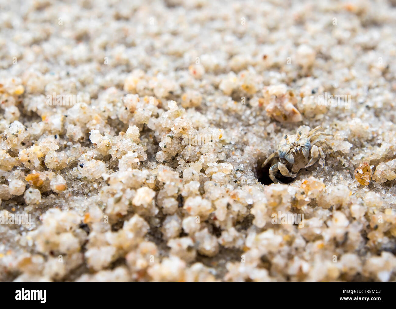 Small crab eating on sand, Close to their holes on the beach Stock ...