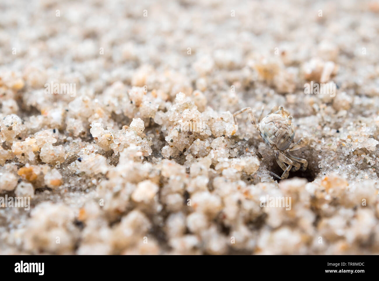 Small crab eating on sand, Close to their holes on the beach Stock ...