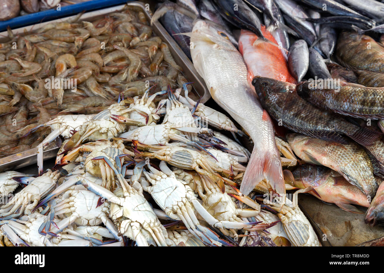 Rows fresh raw prawn hi-res stock photography and images - Alamy