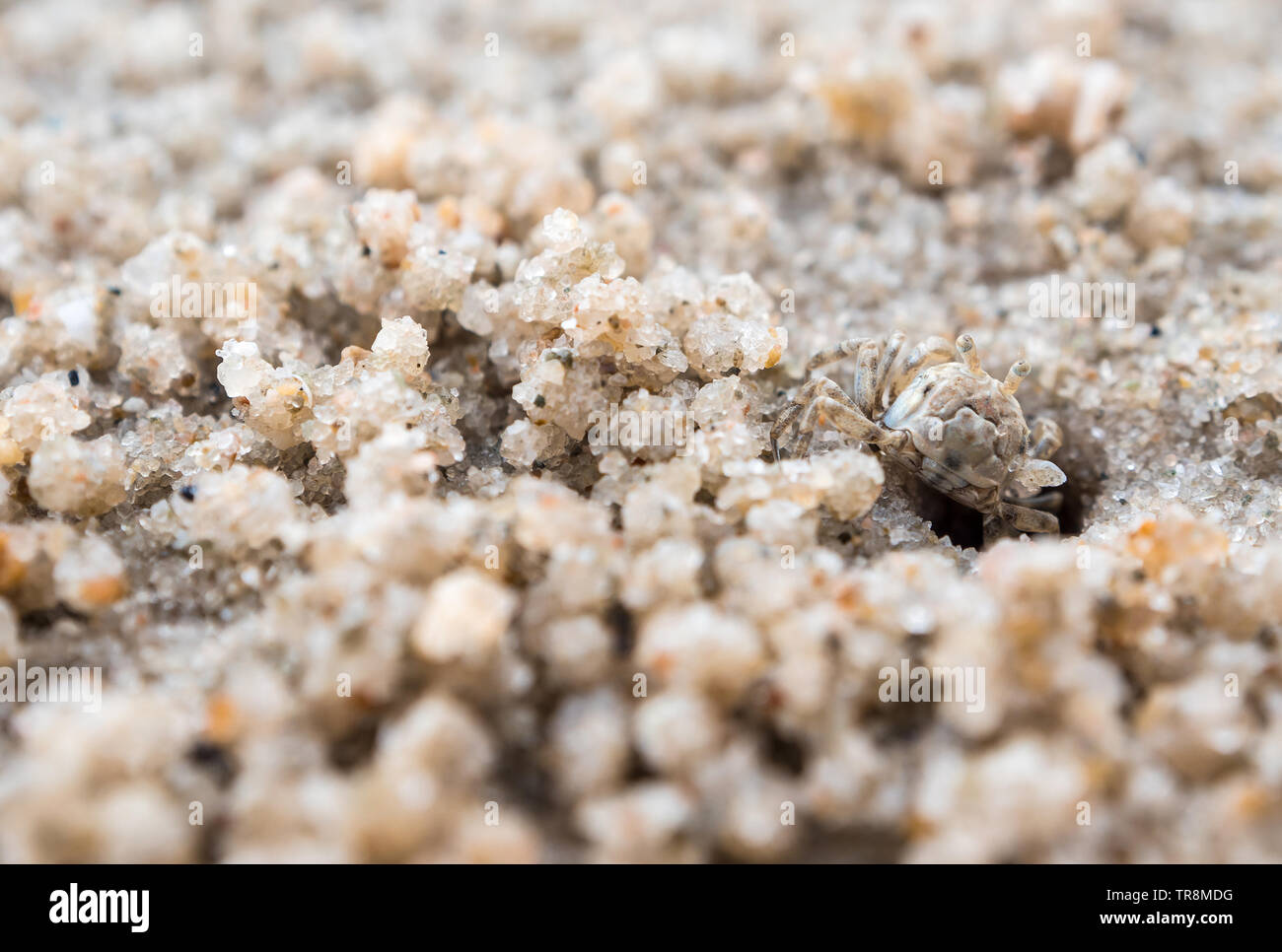 Small crab eating on sand, Close to their holes on the beach Stock ...