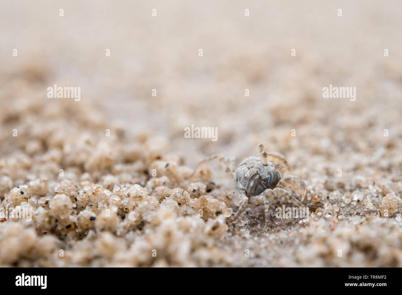 Small crab eating on sand, Close to their holes on the beach Stock ...