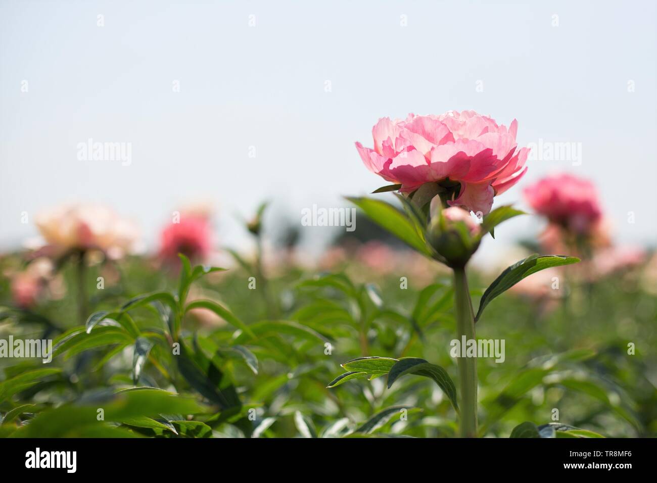 Fields of peonies growing at Adelman Peony Gardens in Salem, Oregon ...
