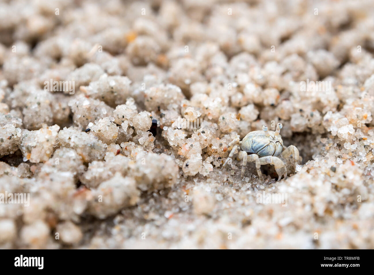 Small crab eating on sand, Close to their holes on the beach Stock ...