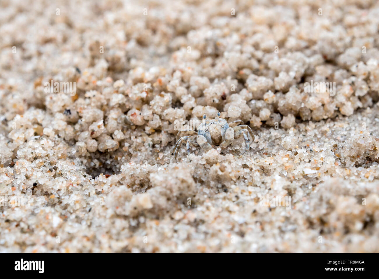 Small crab eating on sand, Close to their holes on the beach Stock ...