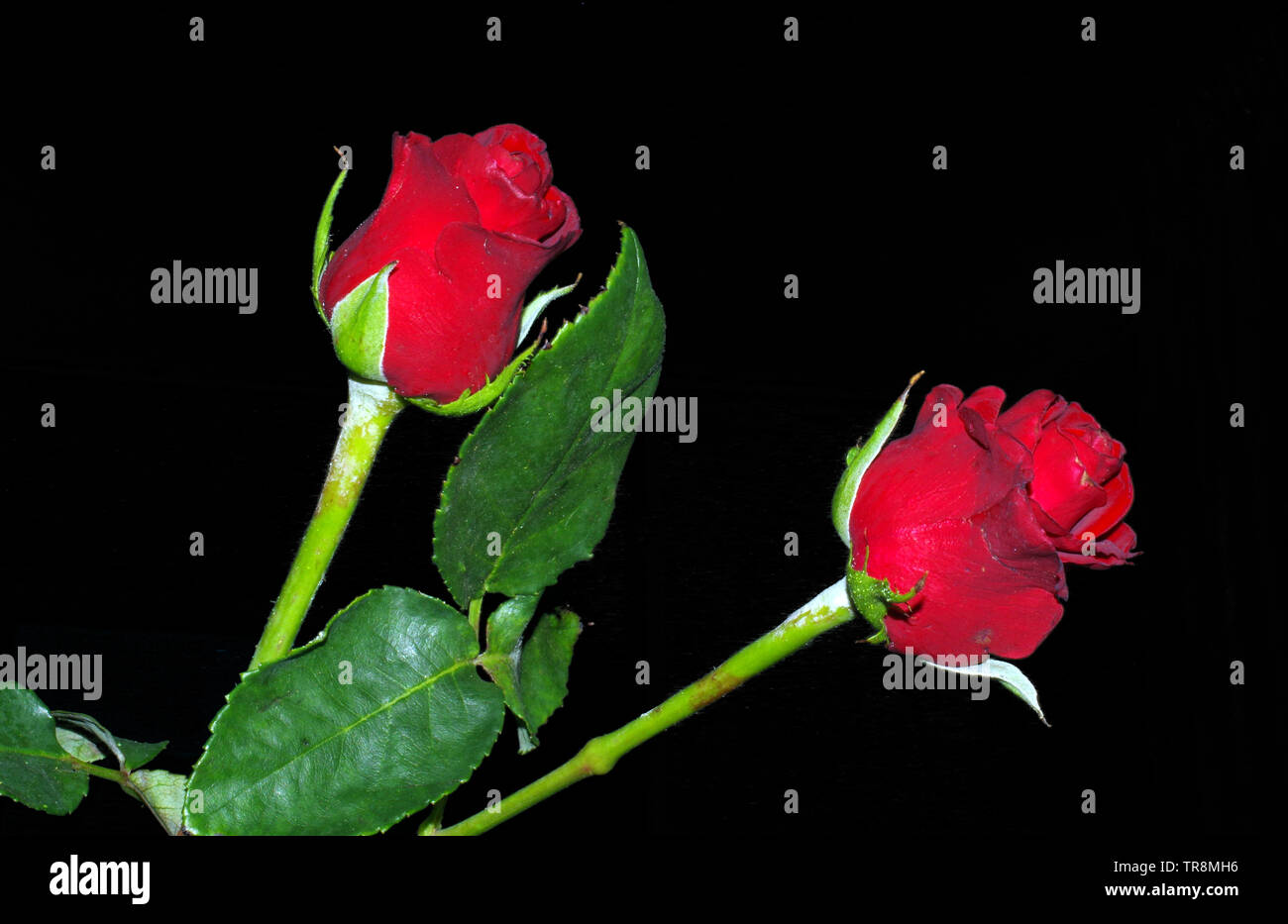 Rose patals hi-res stock photography and images - Alamy