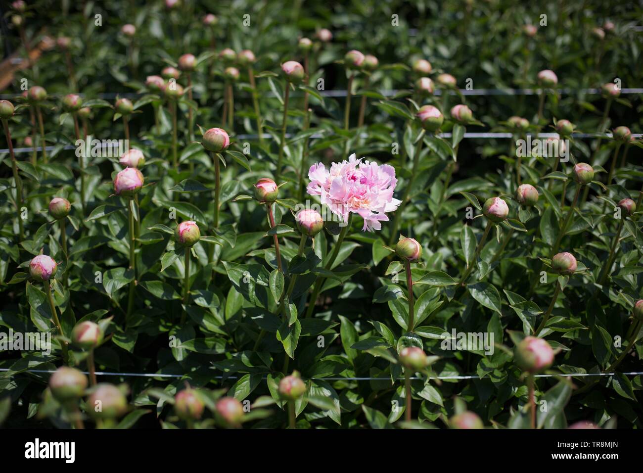 Fields of peonies growing at Adelman Peony Gardens in Salem, Oregon ...