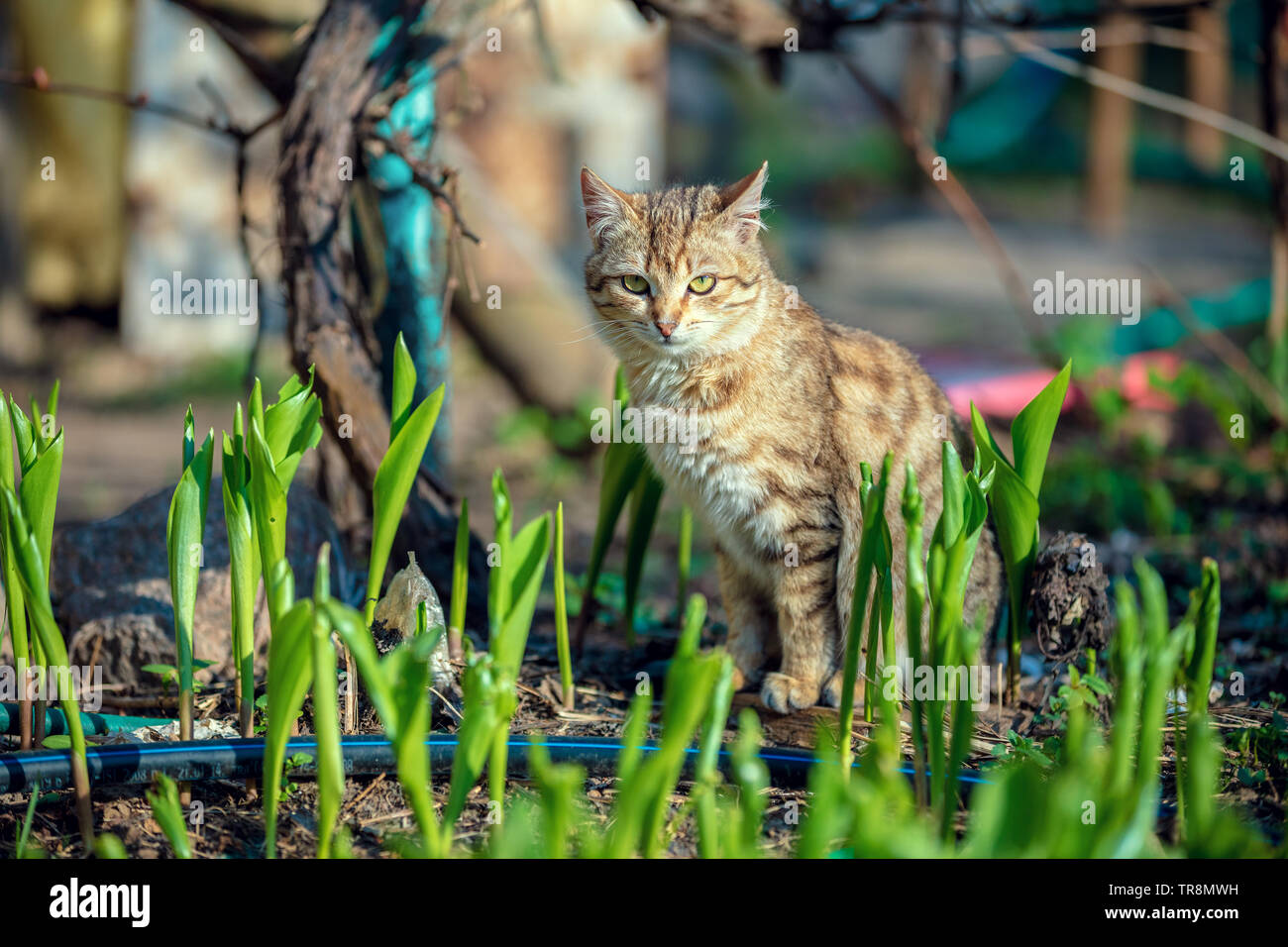 Spring cat animal hi-res stock photography and images - Alamy