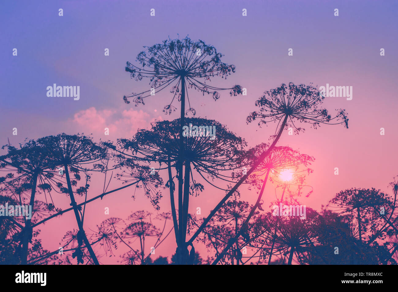 Rural landscape. Autumn field at sunset Stock Photo - Alamy