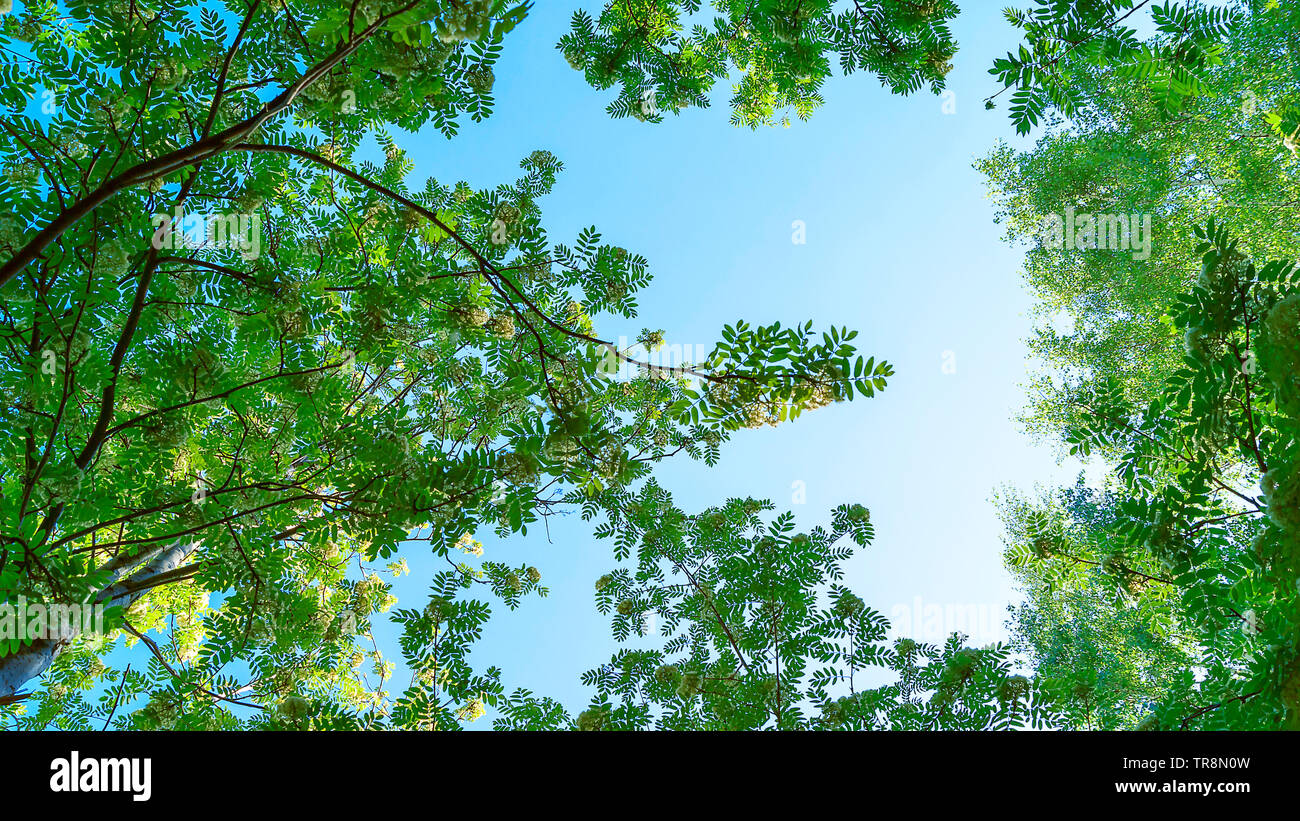 Blooming Rowan, Sorbus Aucuparia, And Birch Trees Canopy, Crowns ...