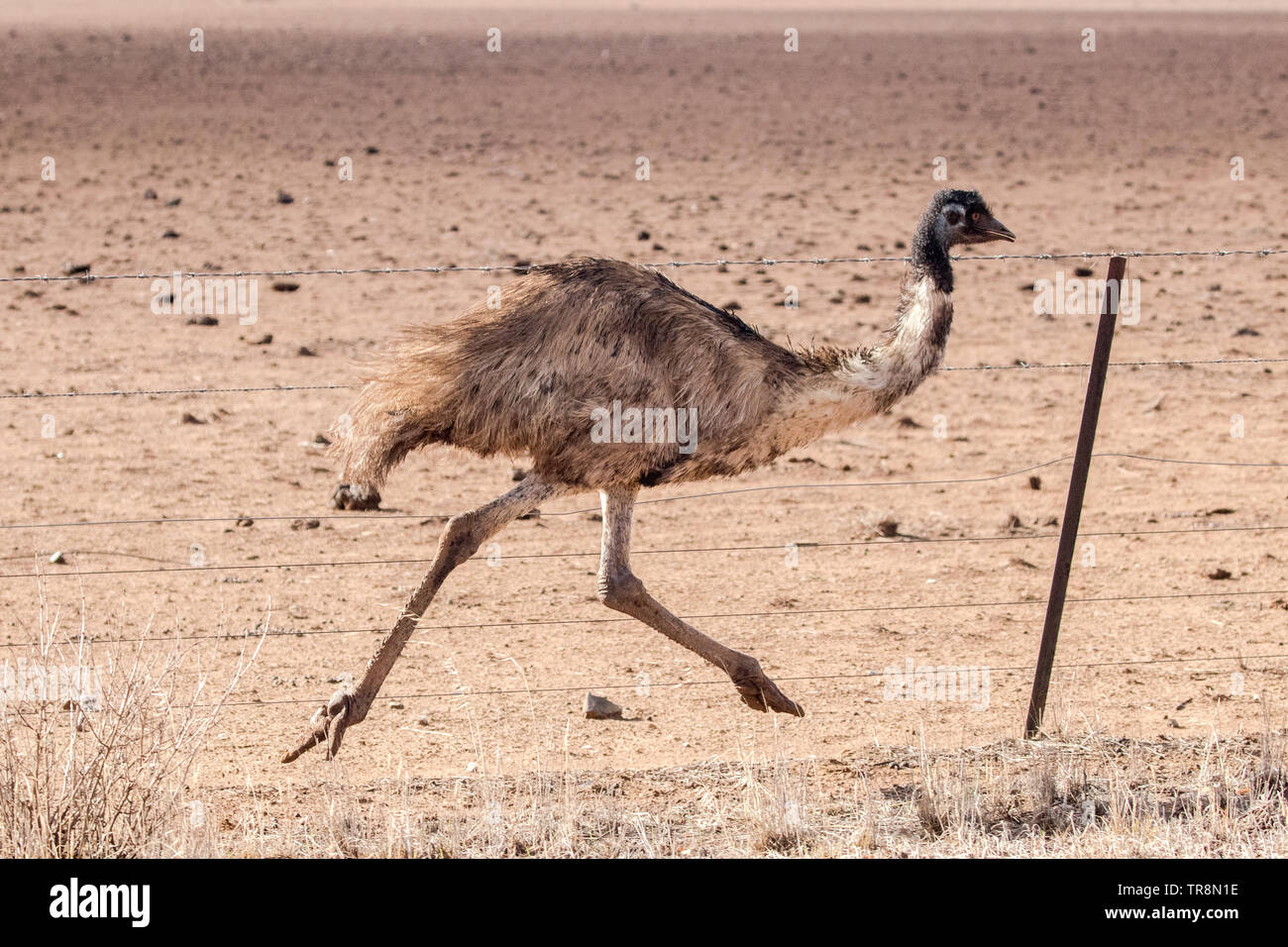Emu running along fence line Stock Photo - Alamy