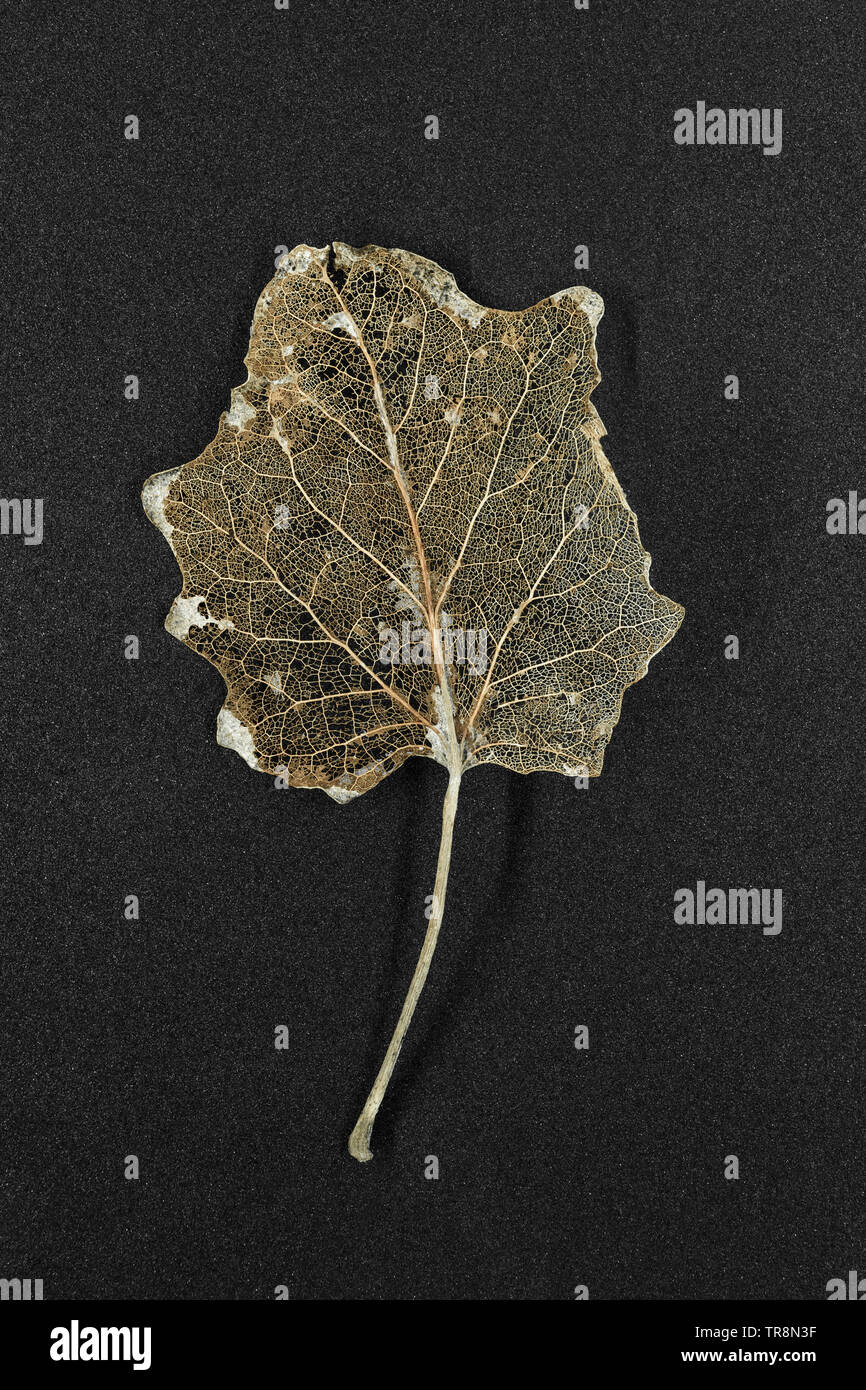 Autumn concept. Dry and porous silver poplar tree leaf on black ...