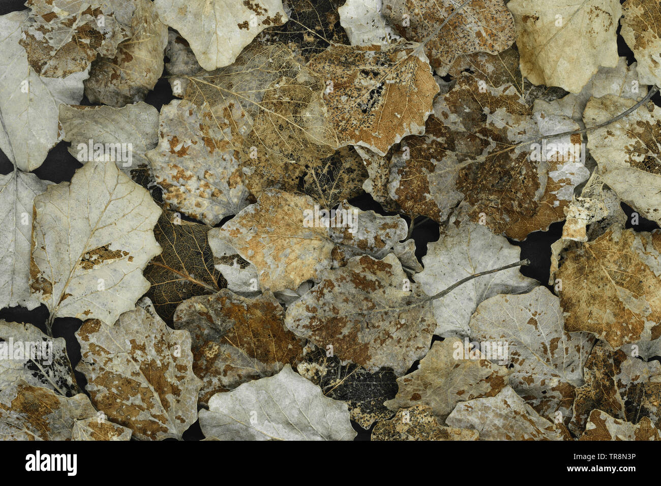 Autumn concept. Dry and porous silver poplar tree leaf background Stock ...
