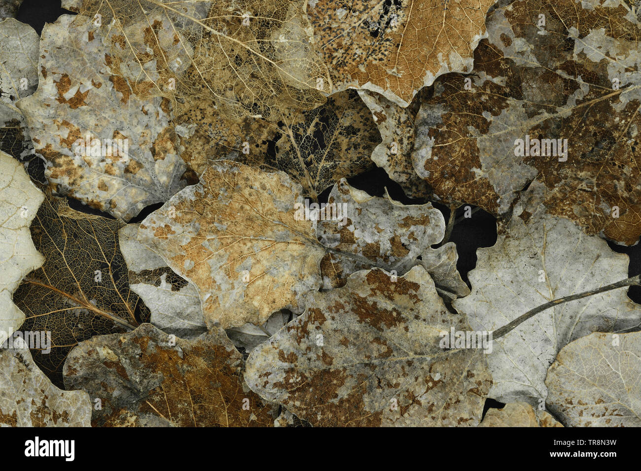 Autumn concept. Dry and porous silver poplar tree leaf background Stock ...