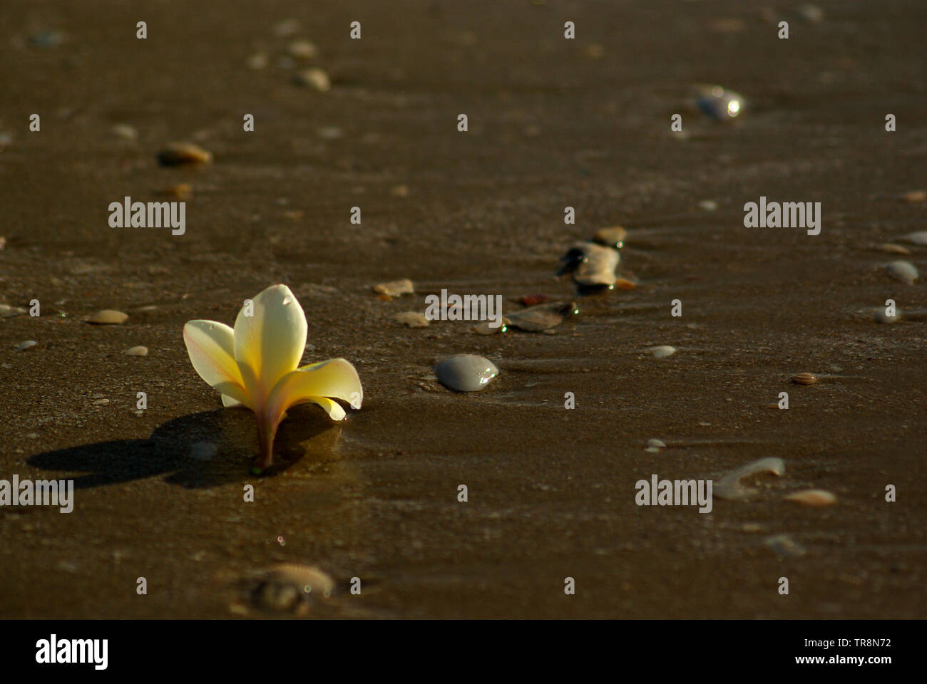 Close up shells on beach sunset hi-res stock photography and images - Alamy