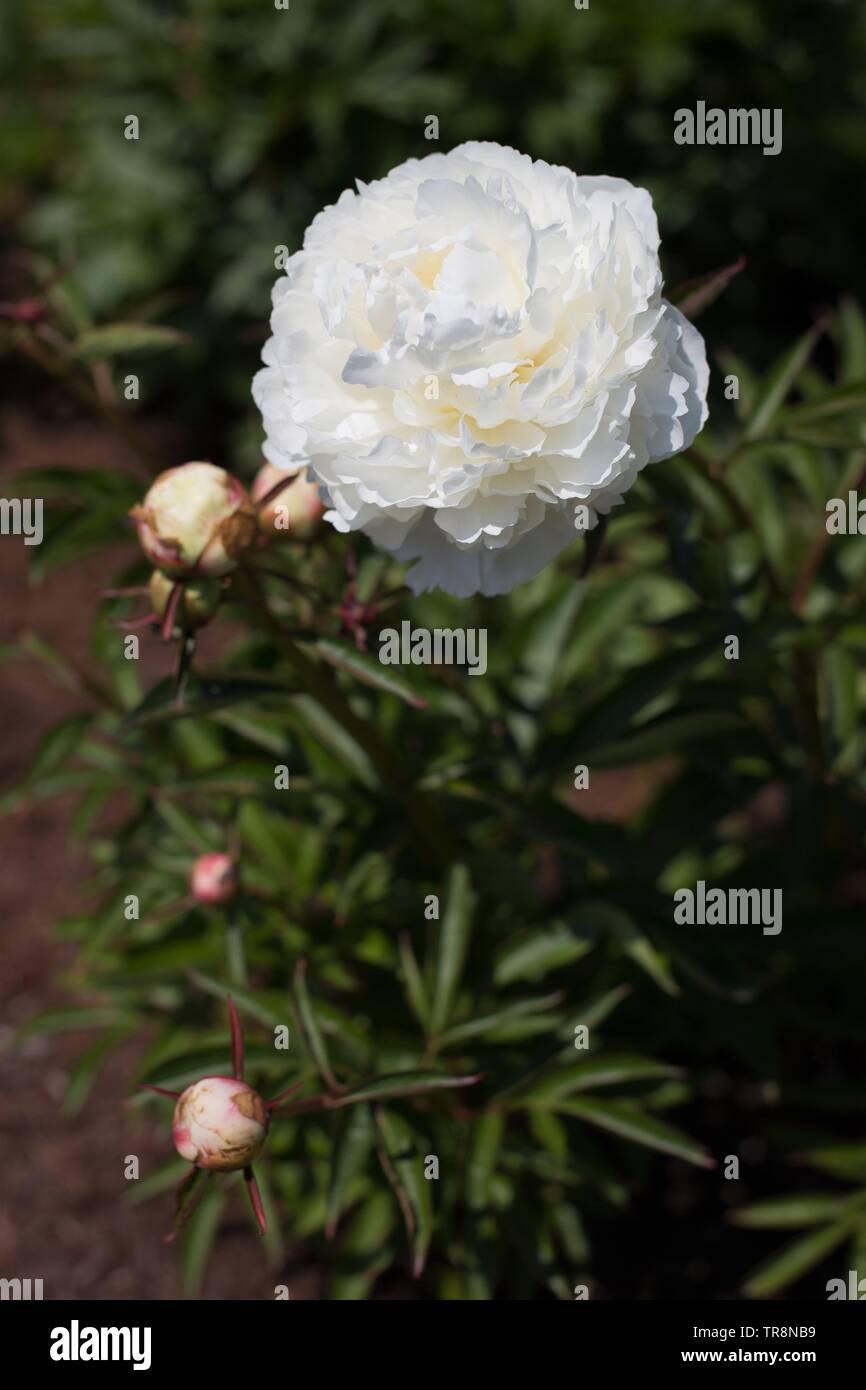 Adelman peony gardens hi-res stock photography and images - Alamy