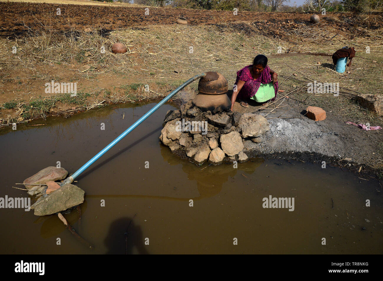 Mahua wine, process of extracting country liquor from Mahua flowers ...