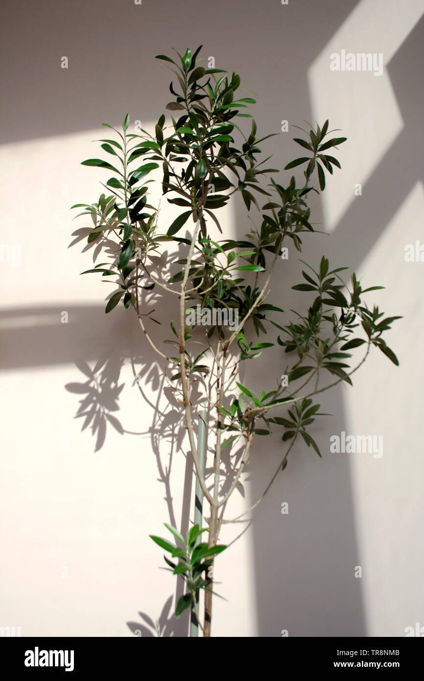 Indoor potted olive tree hi-res stock photography and images - Alamy