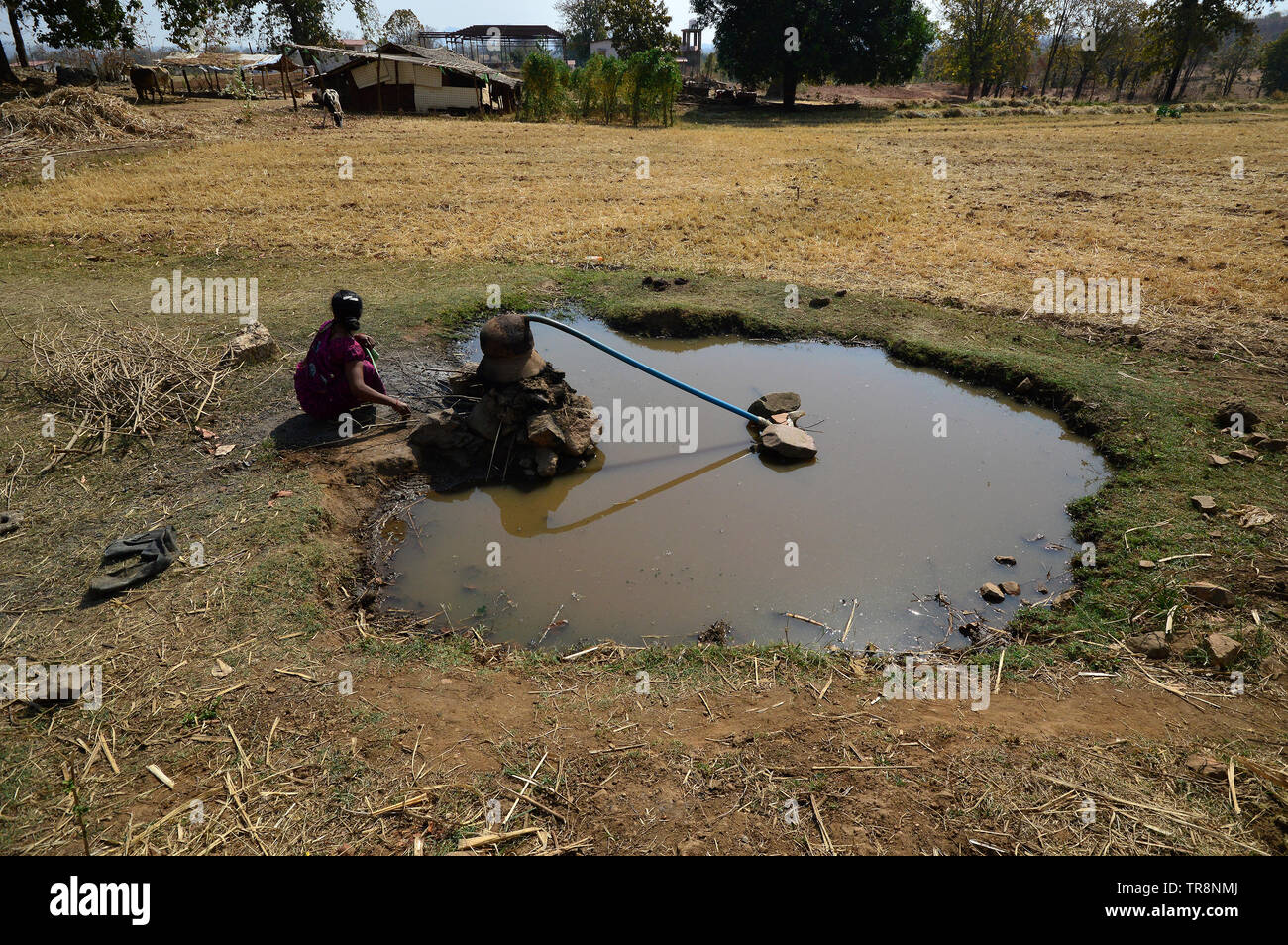 Mahuwa hi-res stock photography and images - Alamy