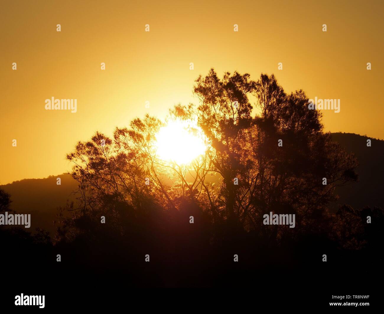 Vibrant warm orange Sunset, the sun right in between trees just above ...