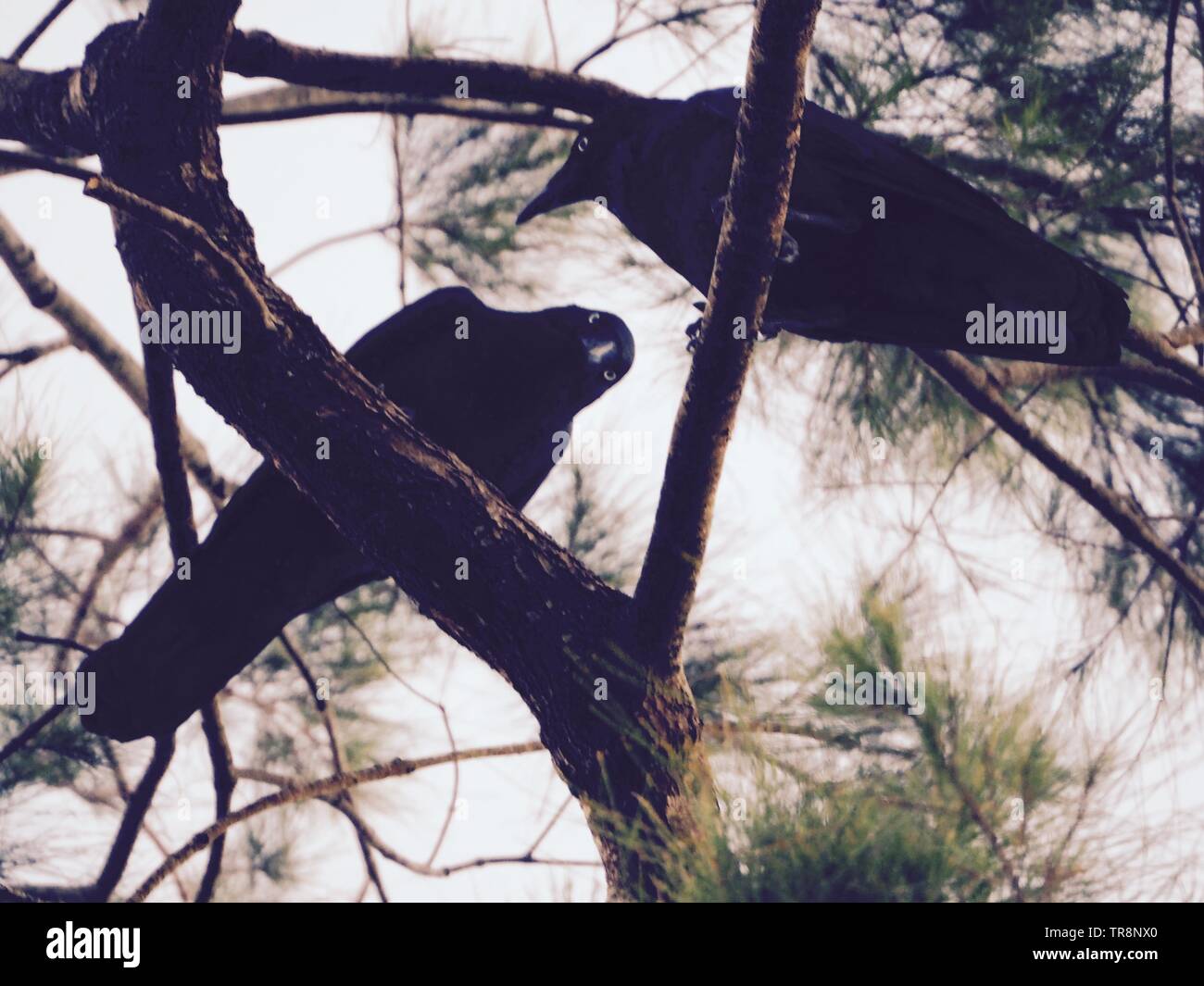 Two crows or ravens stare down at camera underneath from tree branches ...