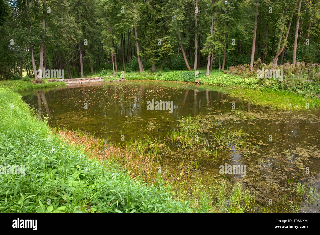 Forest man-made lake formed after the construction of the dam Stock ...