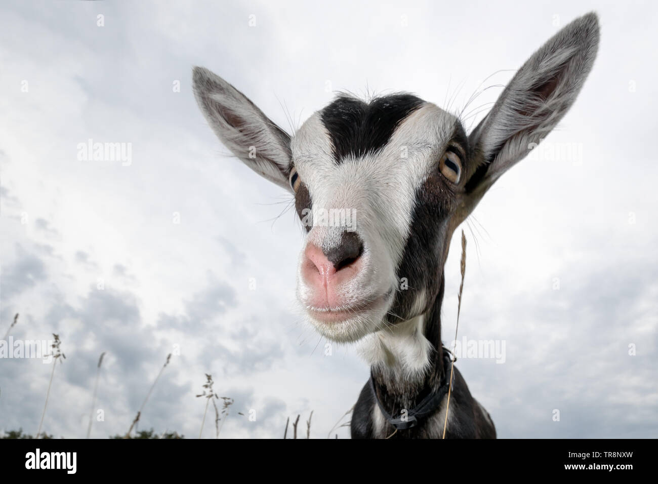 Spotted goat hi-res stock photography and images - Alamy