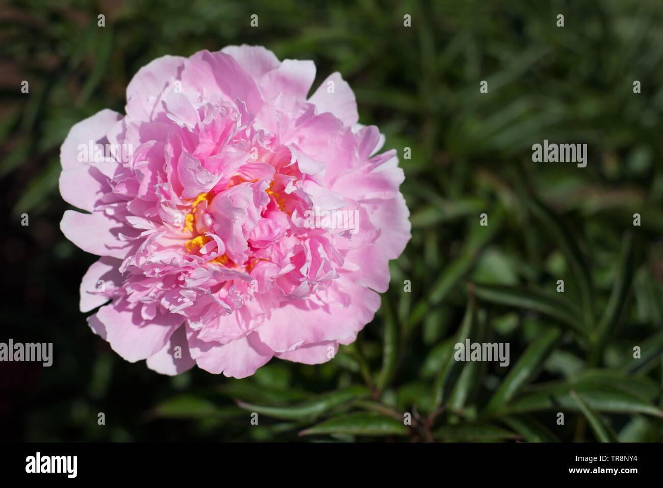 Peony Hermione at Adelman Peony Gardens in Salem, Oregon, USA Stock ...