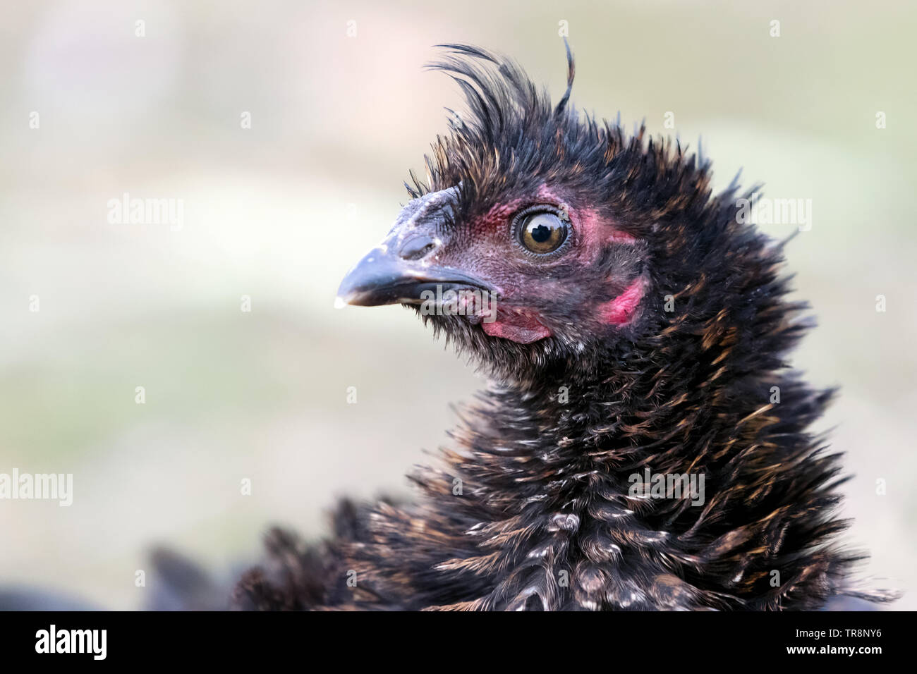 Bristling High Resolution Stock Photography and Images - Alamy