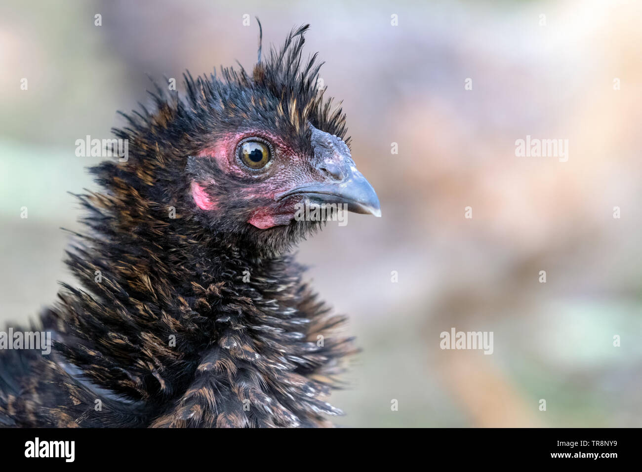 Black hen hi-res stock photography and images - Alamy