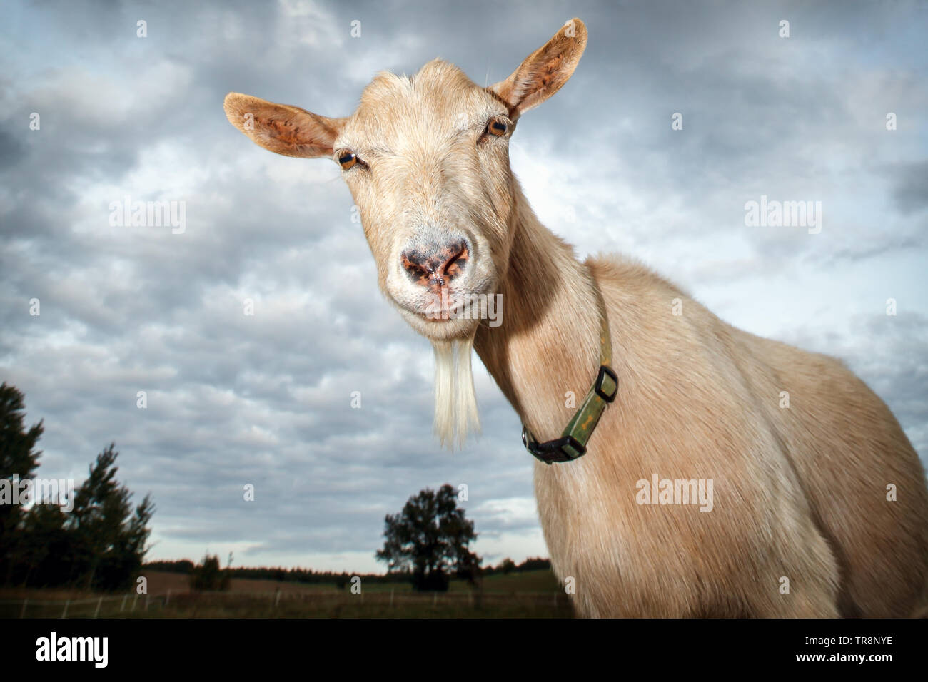 Goat grazing looking camera hi-res stock photography and images - Alamy