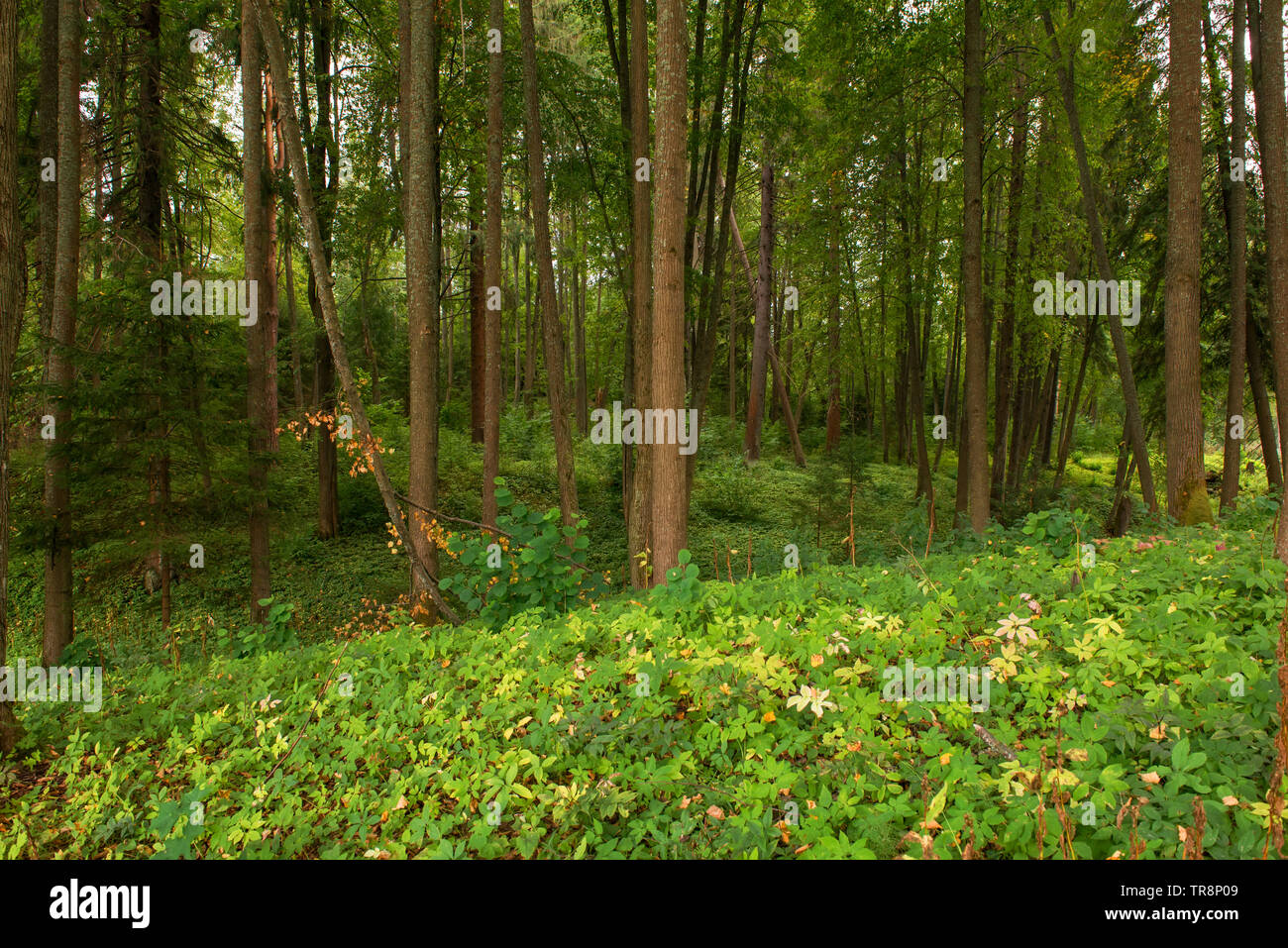 Forest landscape. A corner of the forest on a summer day Stock Photo ...