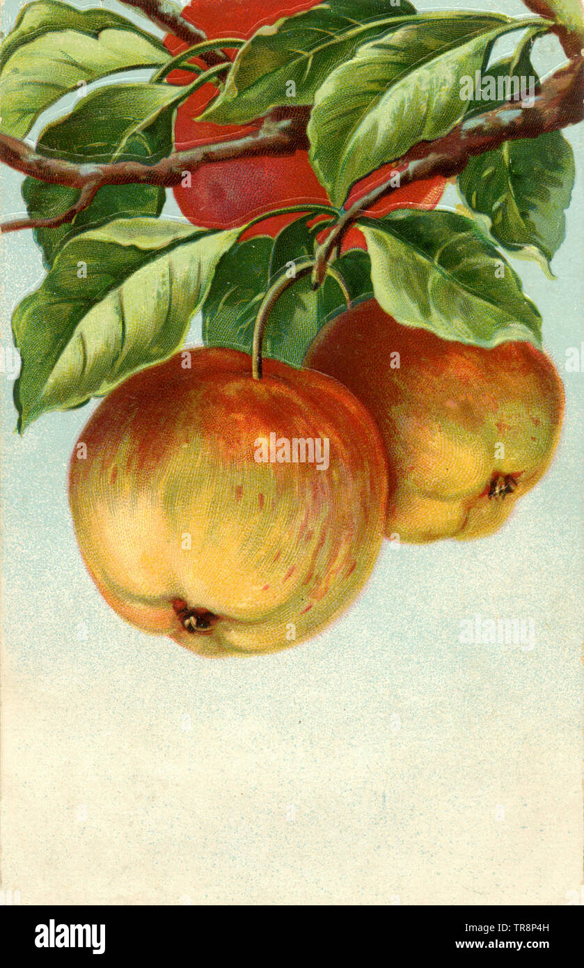 Apples hanging on the branch , (postcard Stock Photo - Alamy