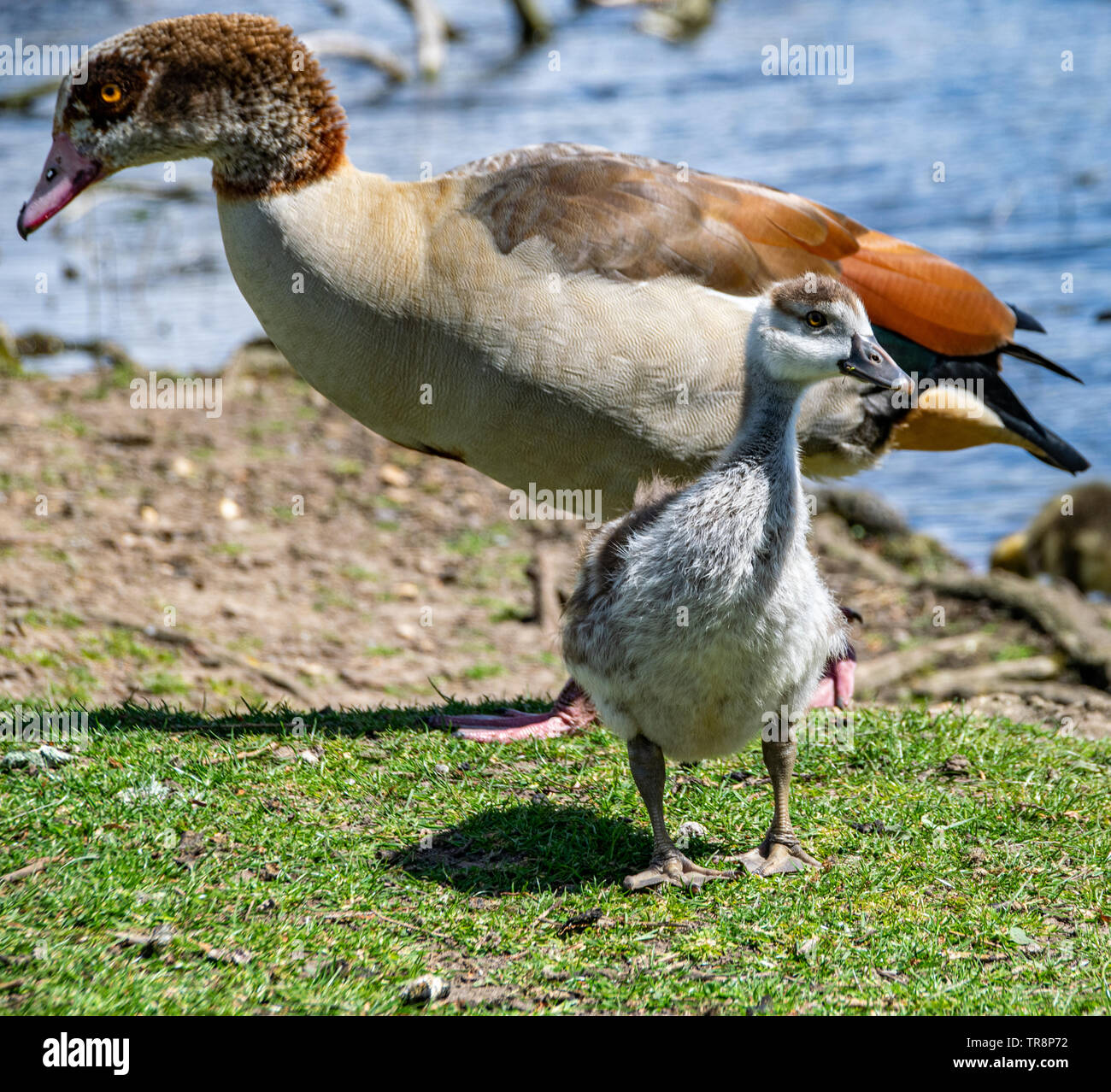 Egyptian goose (alopochen aegyptiaca) gosling, normally called a ...