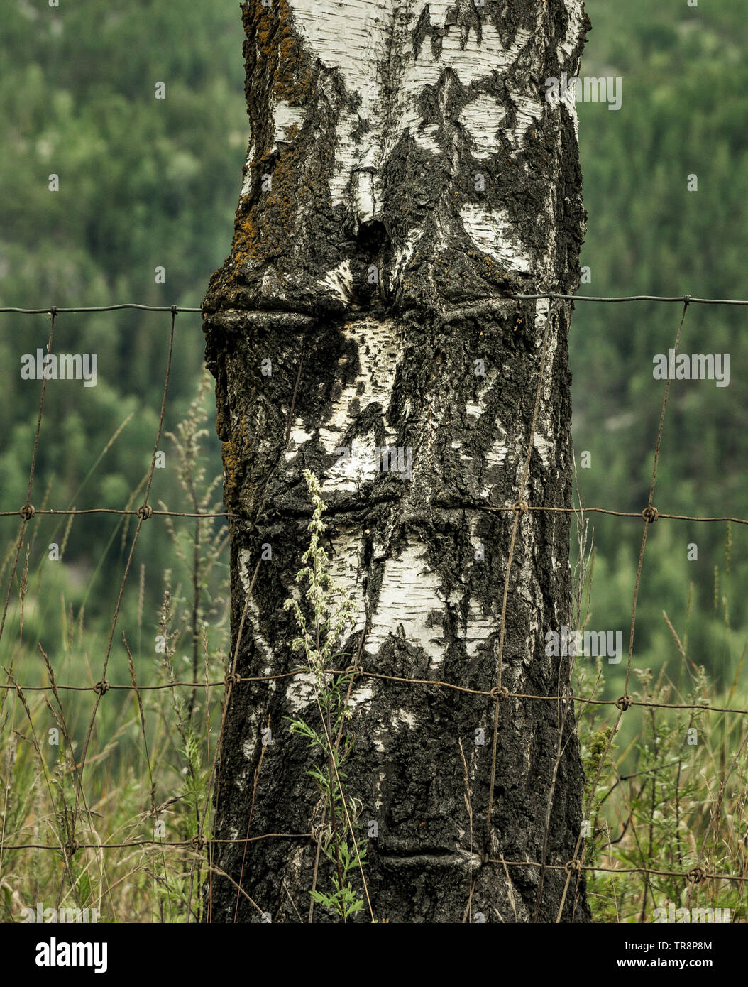 Tree trunk with human aspect Stock Photo - Alamy