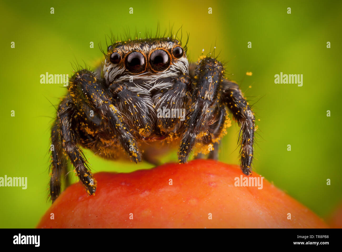 Jumping spider on autumn hi-res stock photography and images - Alamy