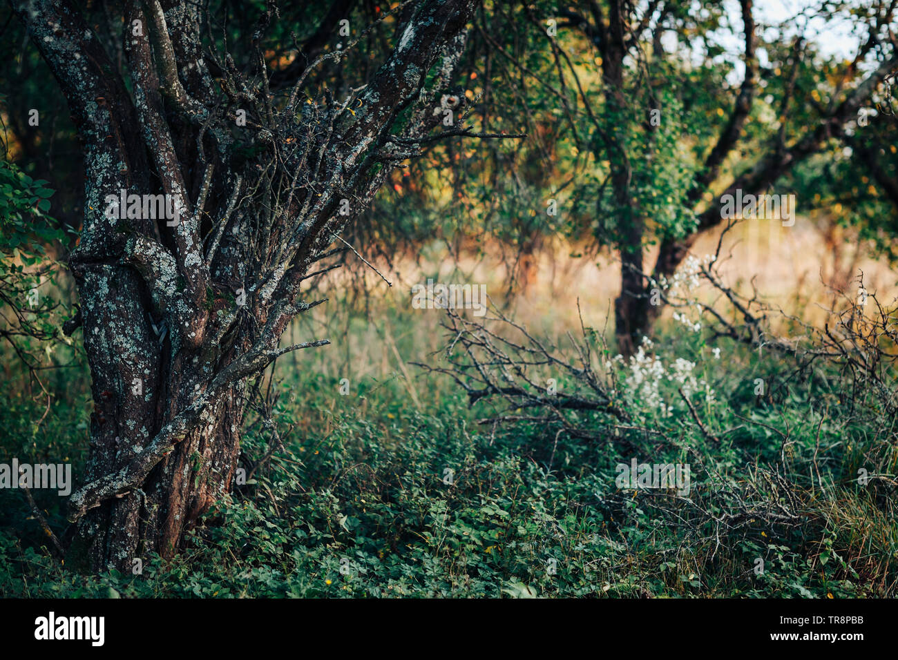 Scary, chaotic, garden with old lichen tree and dry branches on the ...