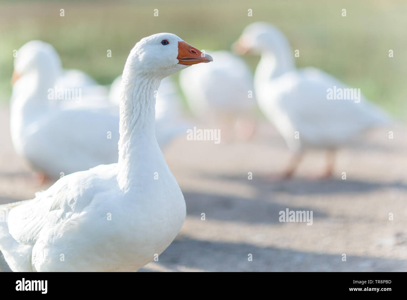 Beautiful geese portrait hi-res stock photography and images - Alamy