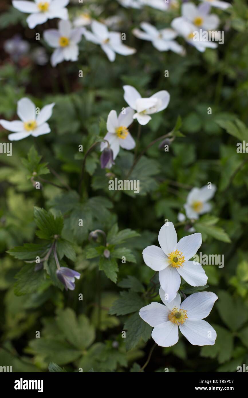 Anemone Wild Swan High Resolution Stock Photography and Images - Alamy