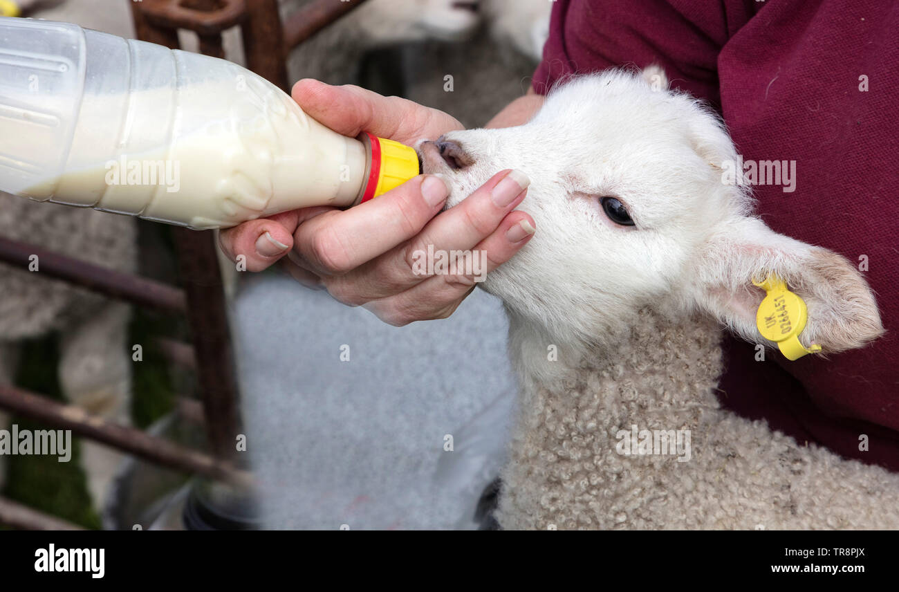 A lamb being fed with a bottle of milk Stock Photo - Alamy
