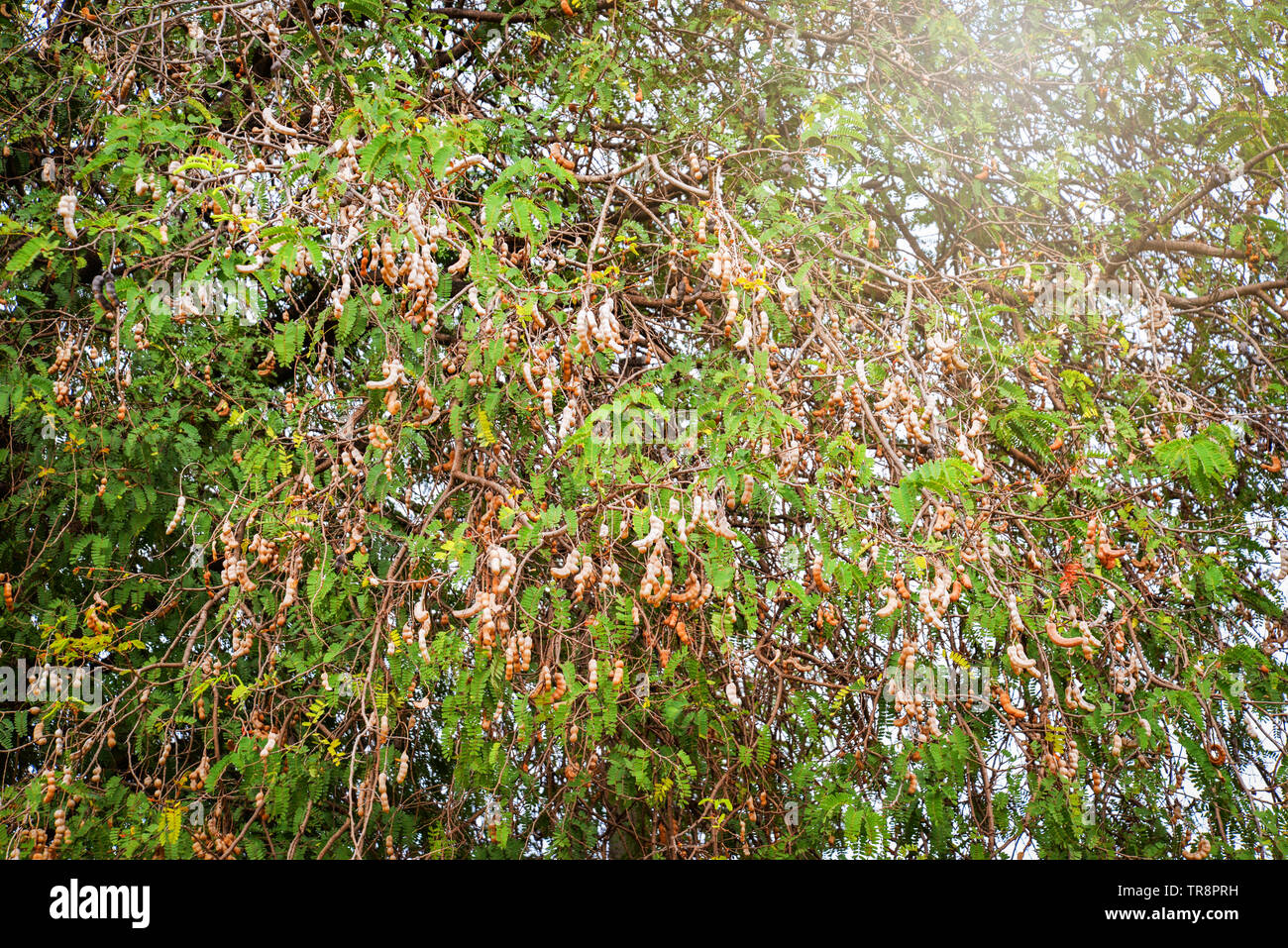 Tamarind fruit hang on the tree branch tamarind tree Stock Photo - Alamy