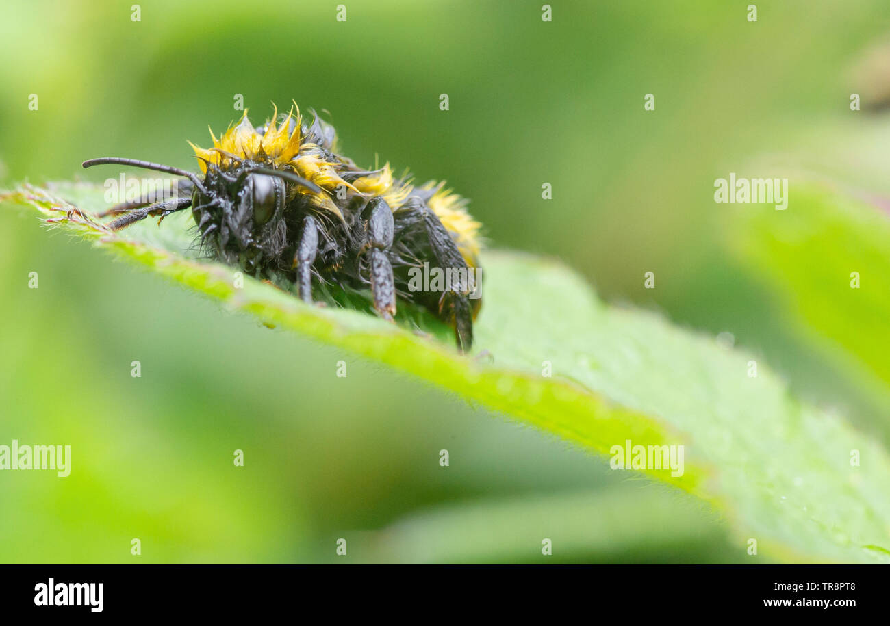 Bee takes a break hi-res stock photography and images - Alamy
