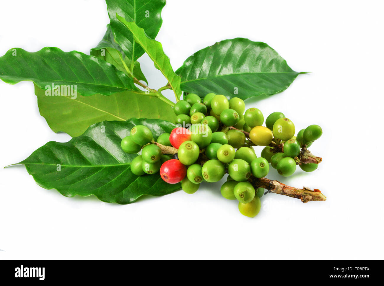 Growing red green beans Cut Out Stock Images & Pictures - Alamy