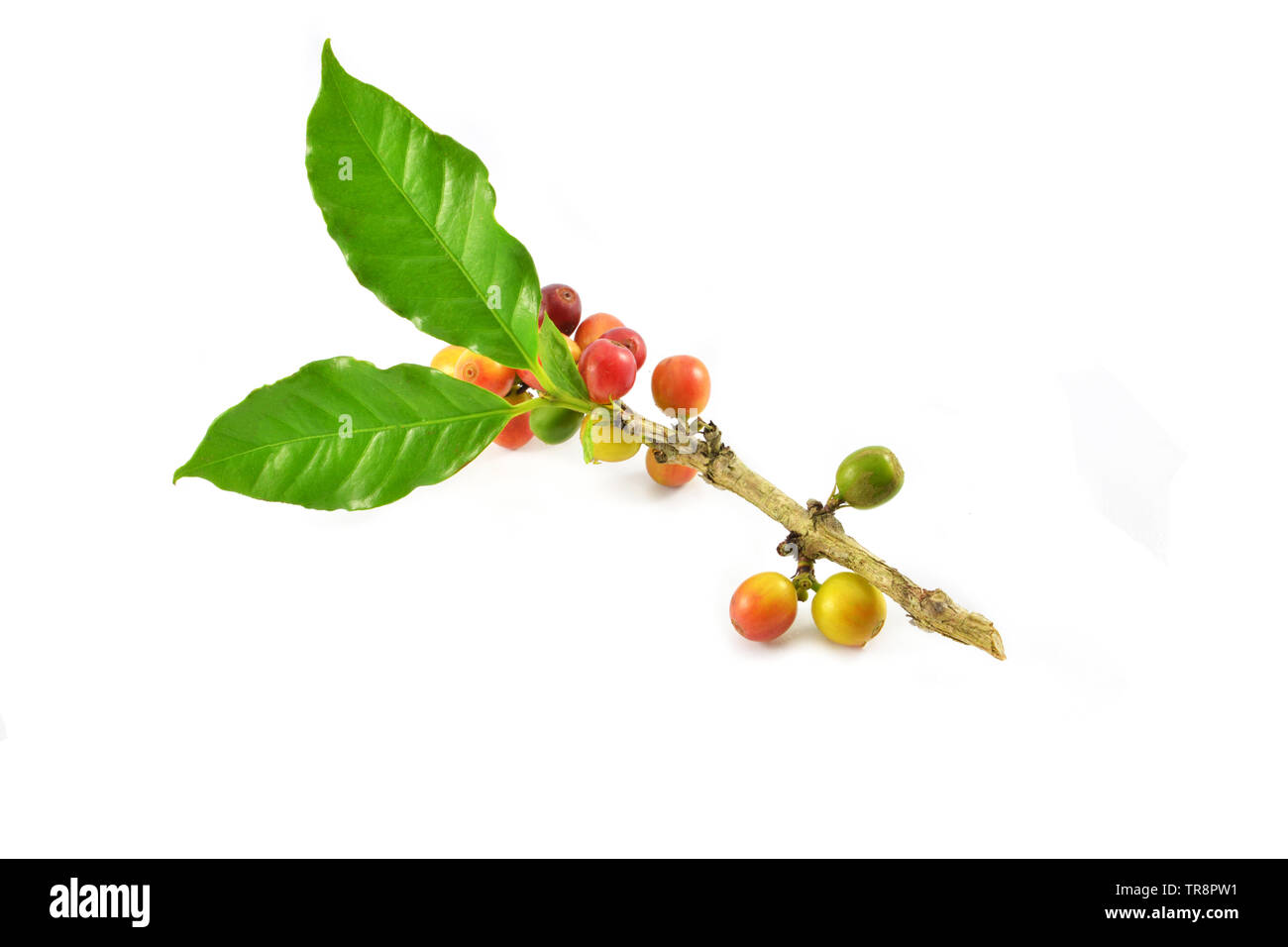 Growing red green beans Cut Out Stock Images & Pictures - Alamy