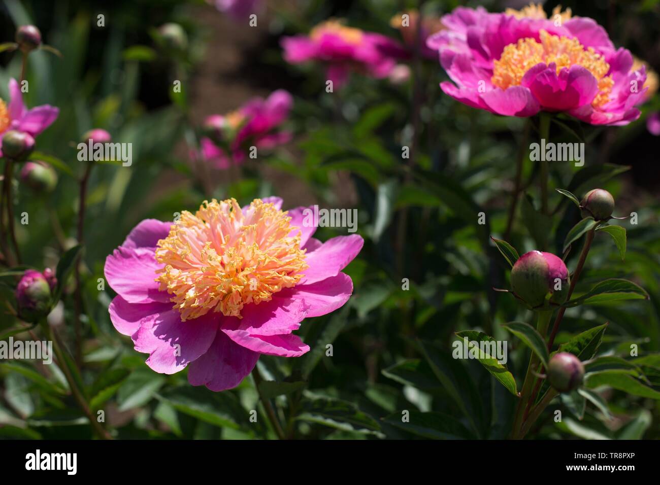 Peony Doreen at Adelman Peony Gardens in Salem, Oregon, USA Stock Photo ...