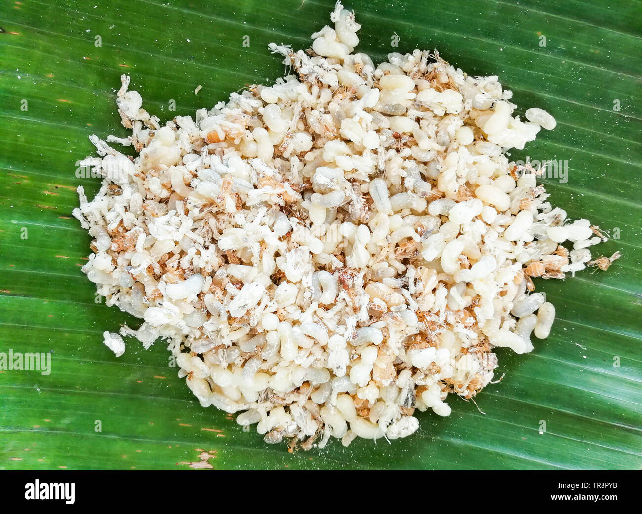 Red ant egg insect for food on banana leaf / Oecophylla smaragdina ...