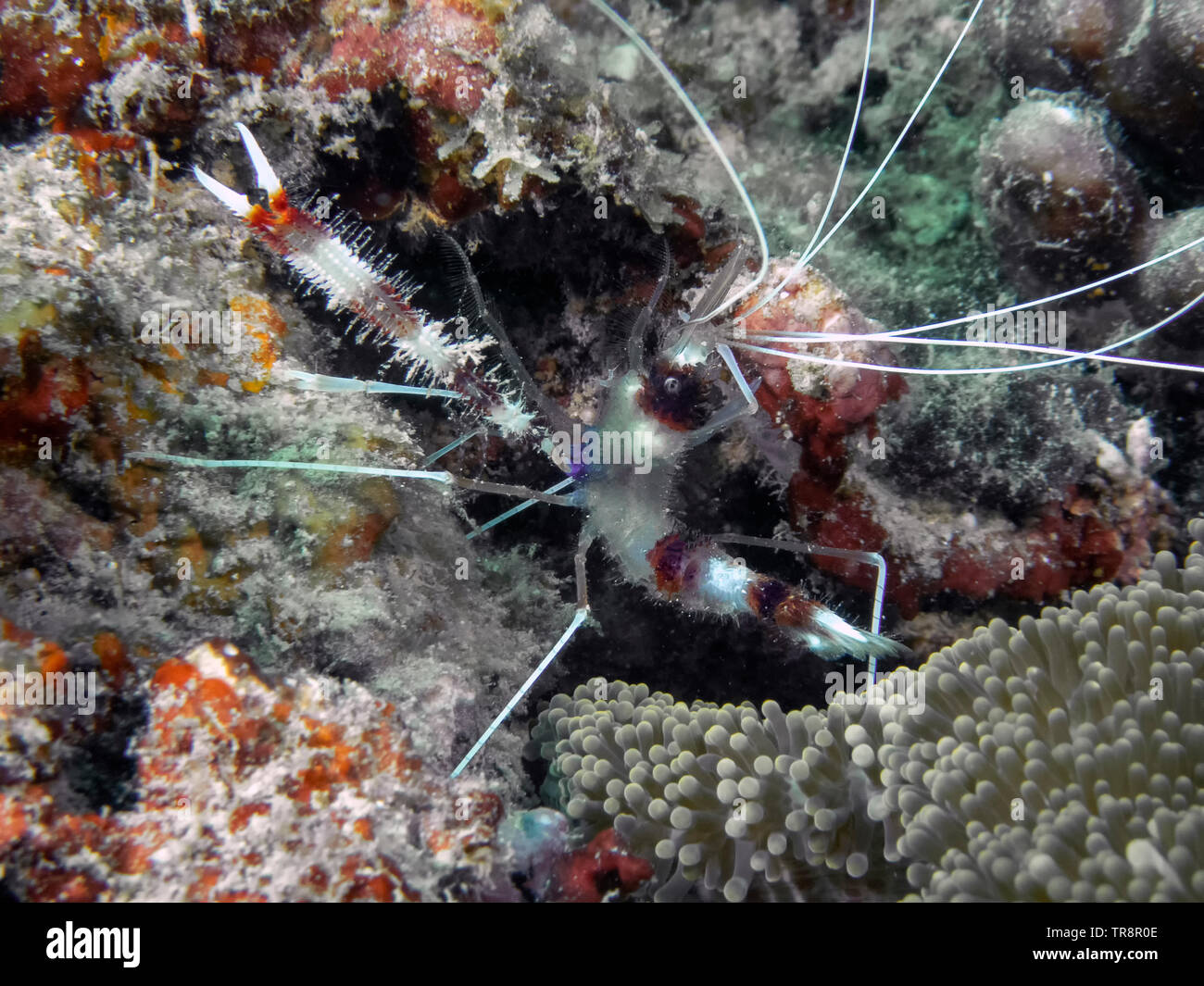 Banded Boxer Shrimp (Stenopus hispidus Stock Photo - Alamy