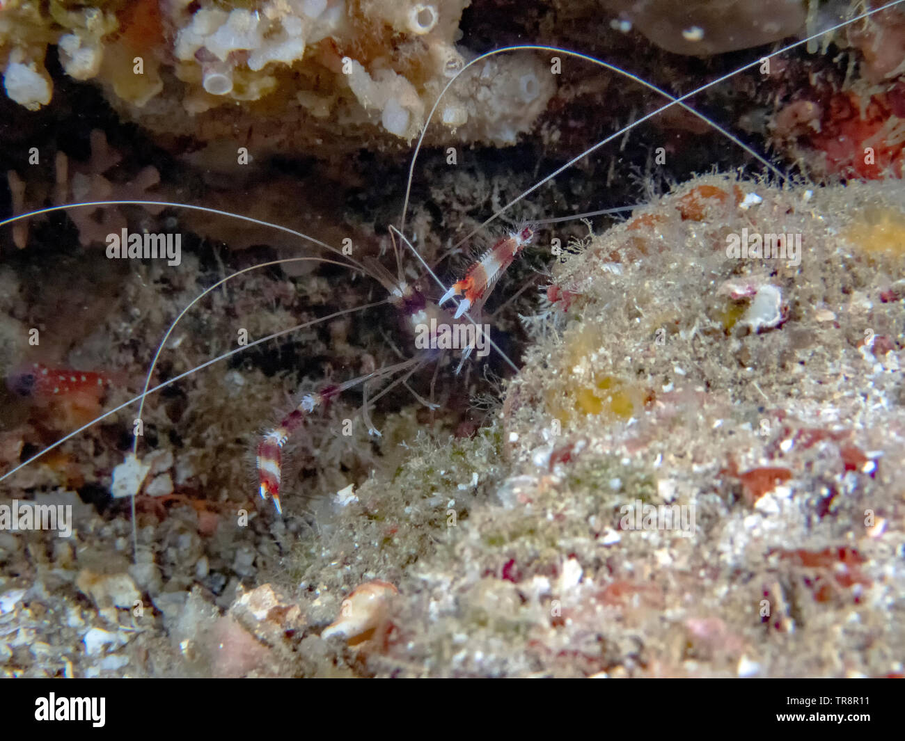 Banded Boxer Shrimp (Stenopus hispidus Stock Photo - Alamy